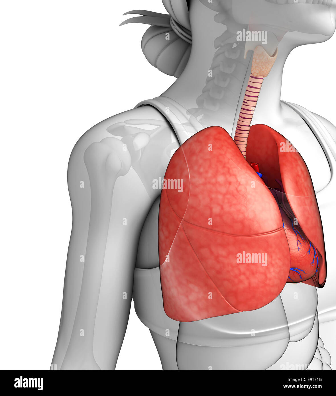 Illustration of female lungs anatomy Stock Photo - Alamy