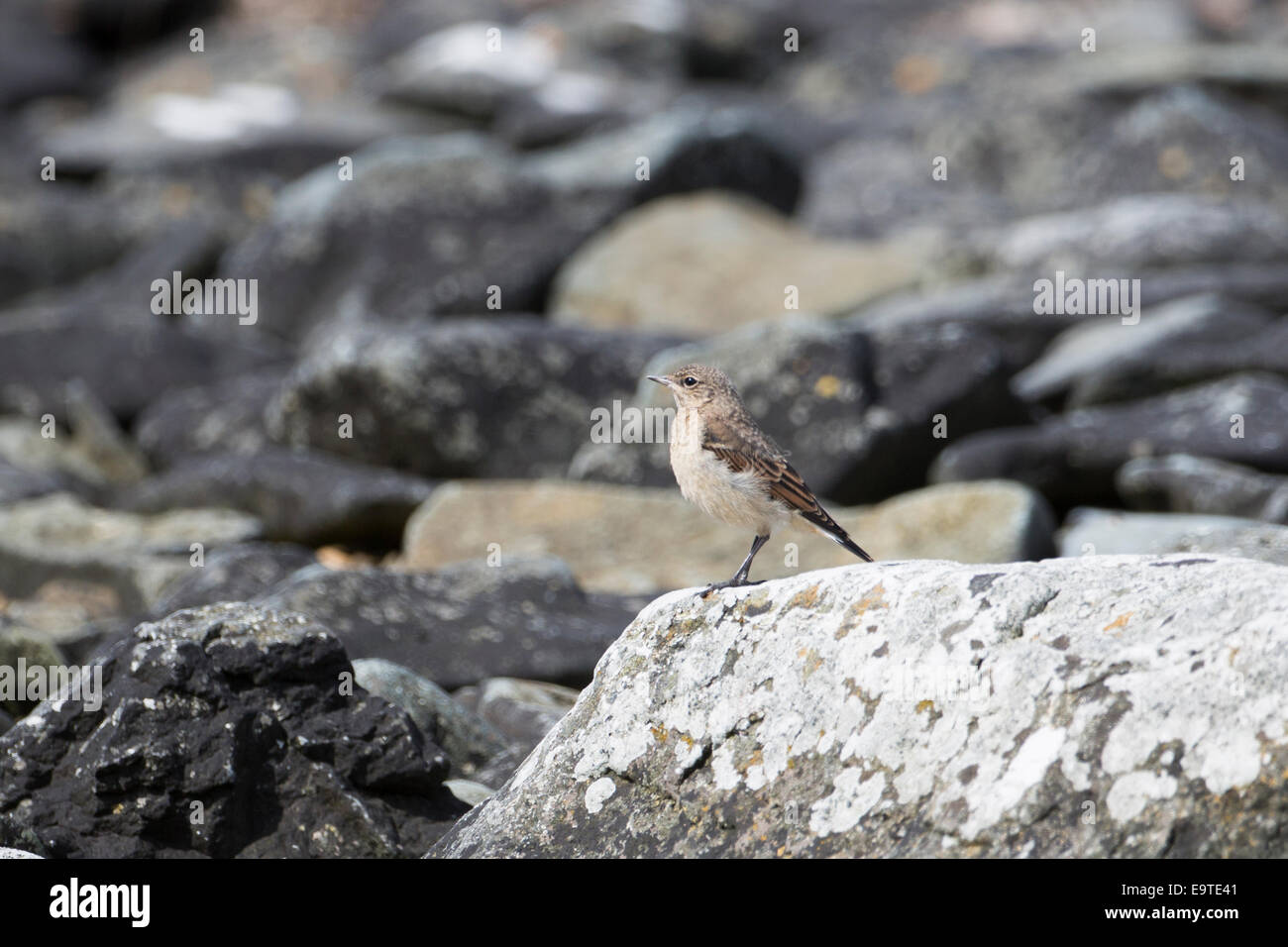 Juvenile Rock Pipit , Anthus petrosus, a shoreline bird on Isle of Mull ...
