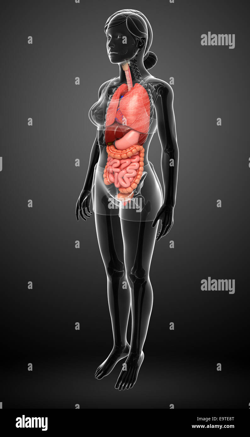 Human digestive system heart hi-res stock photography and images - Alamy