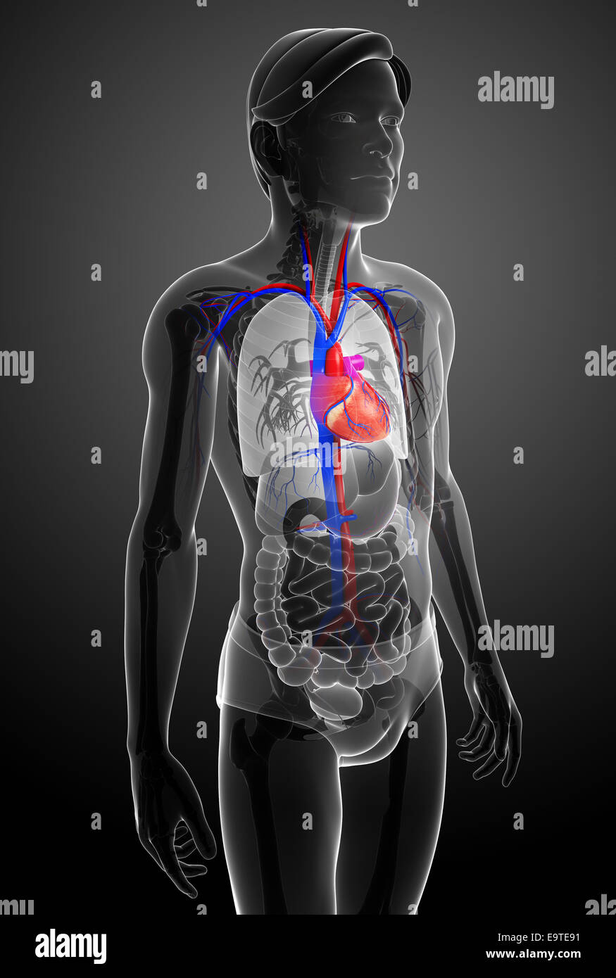 Illustration of Male heart anatomy Stock Photo - Alamy