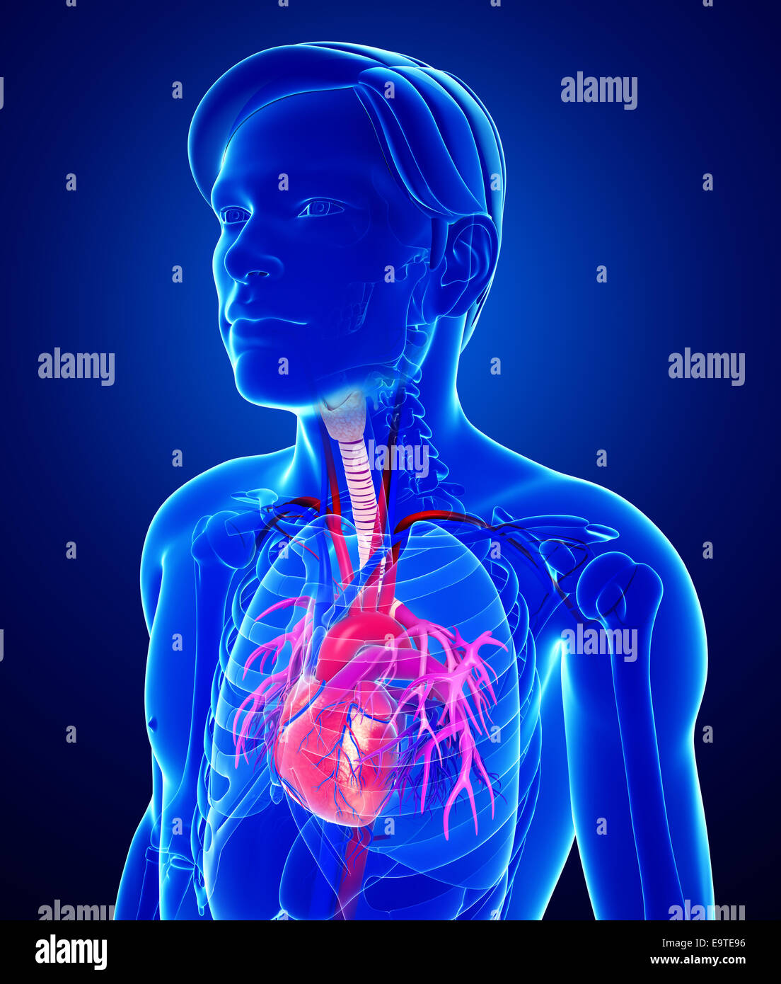 Illustration of Male heart anatomy Stock Photo - Alamy