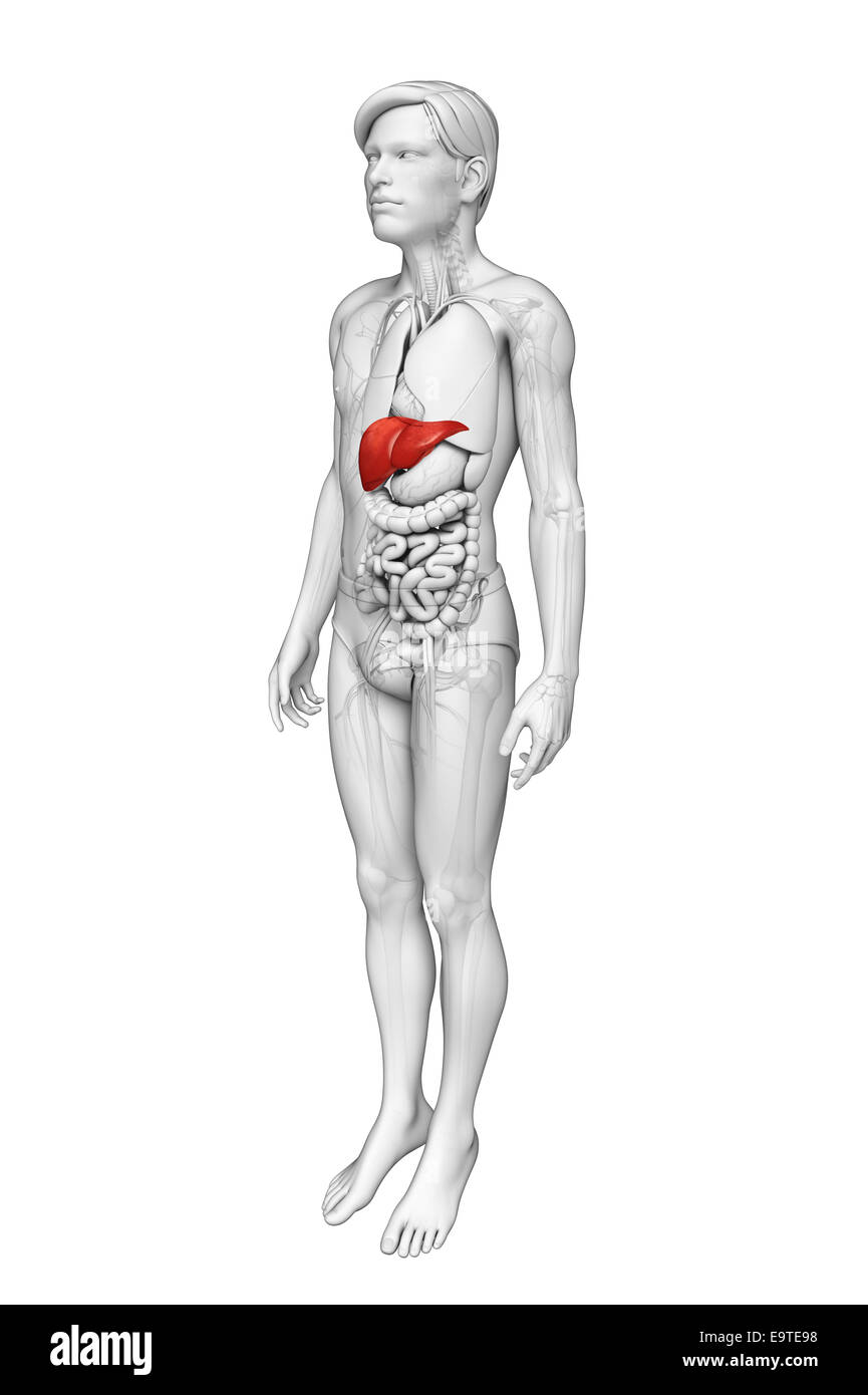 Illustration of male liver anatomy Stock Photo - Alamy