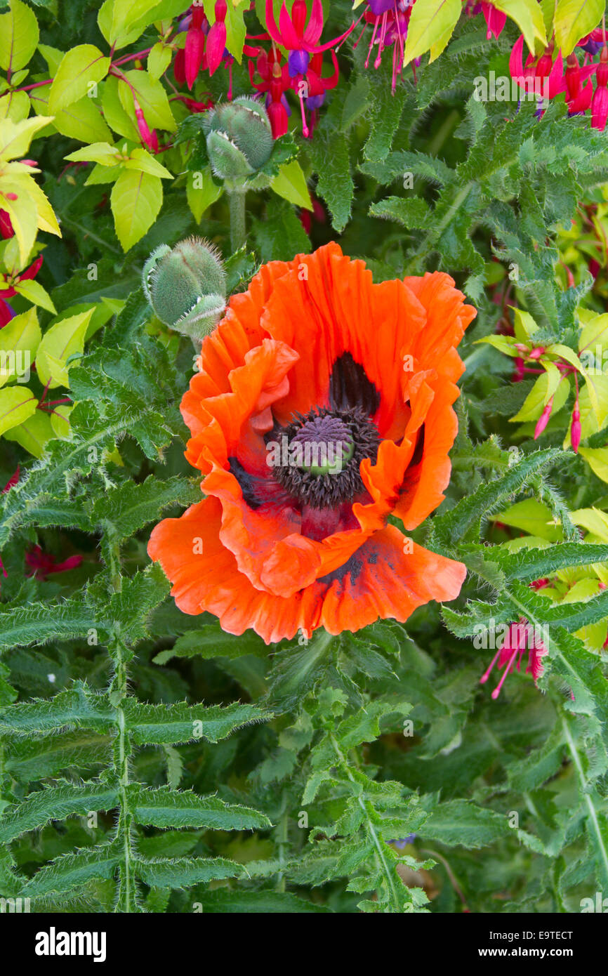 Poppy leaves hi-res stock photography and images - Alamy