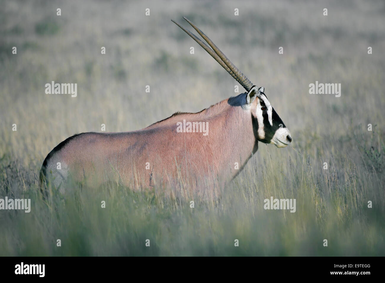 Kalahari antelope hi-res stock photography and images - Alamy
