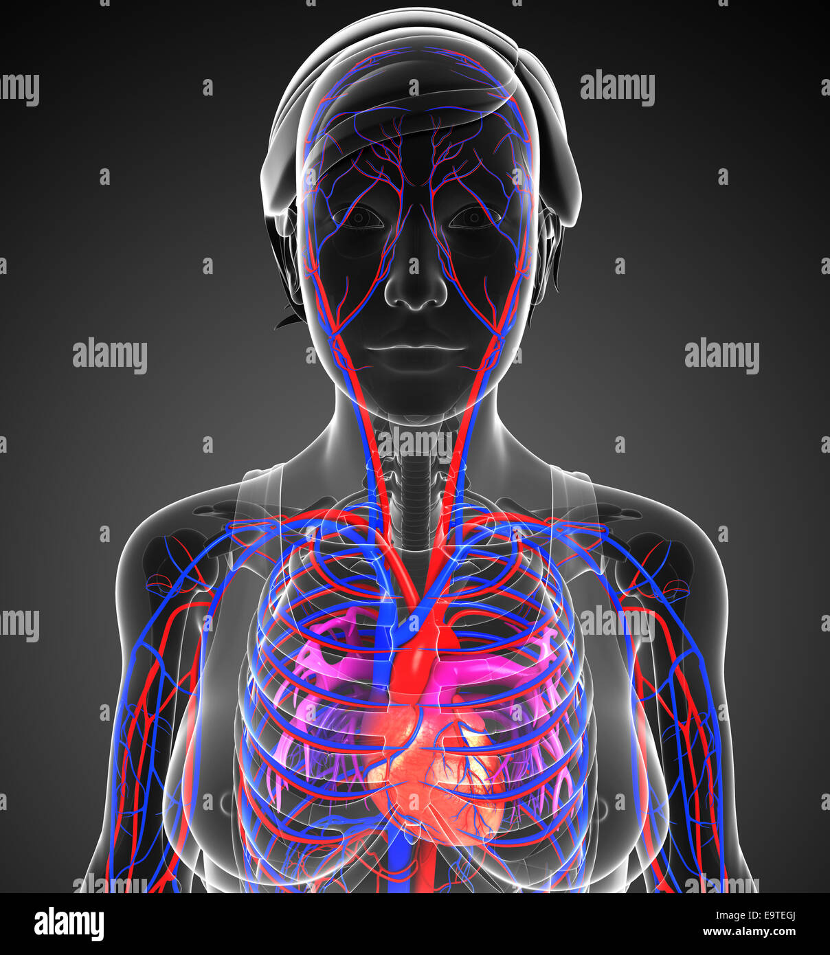 Illustration of Female heart circulatory Stock Photo - Alamy