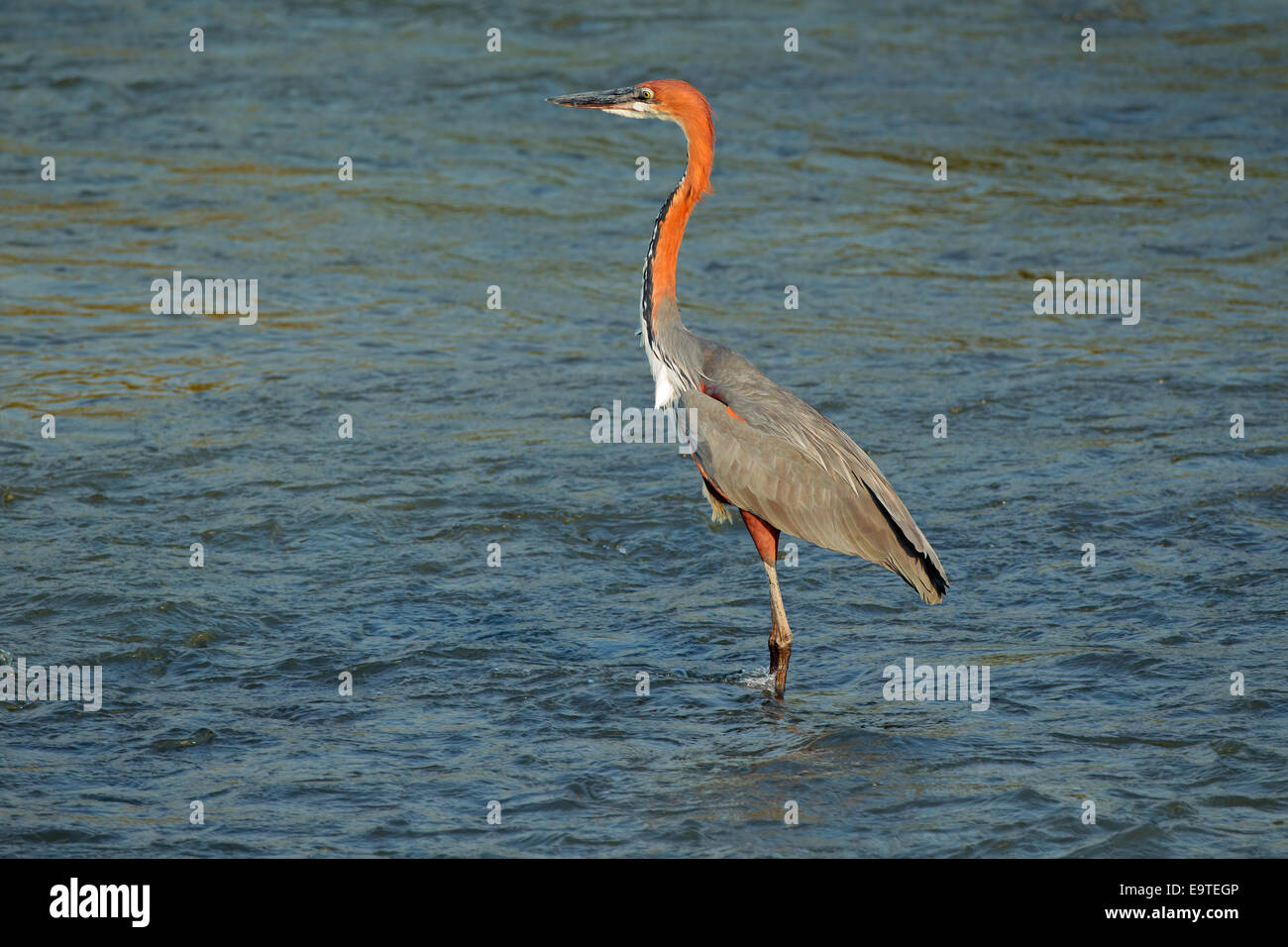 Goliath heron hi-res stock photography and images - Alamy