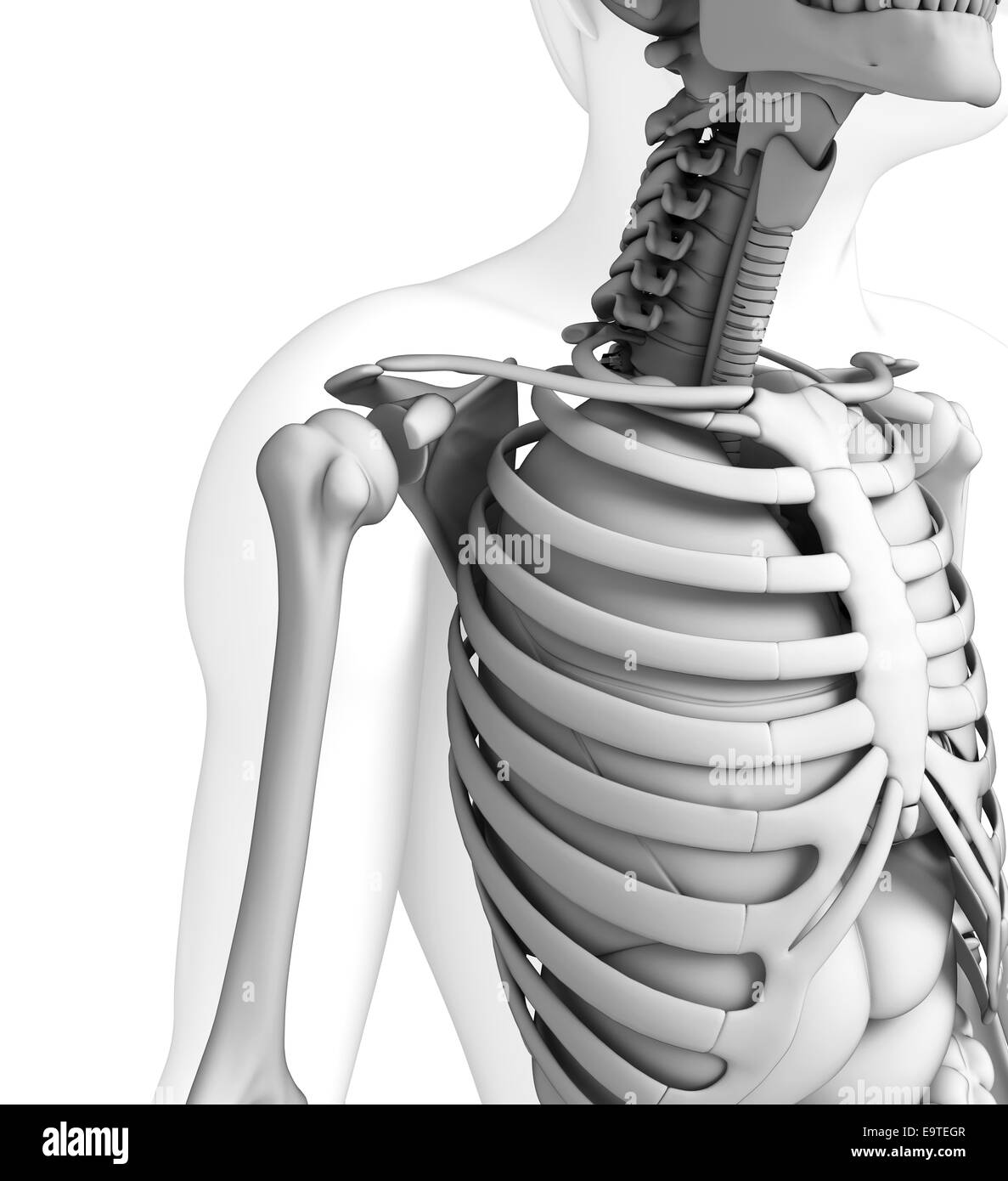 Illustration of human shoulder artwork Stock Photo - Alamy