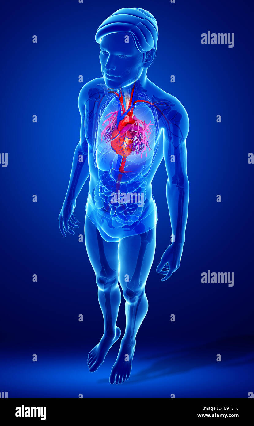 Illustration of Male heart anatomy Stock Photo - Alamy