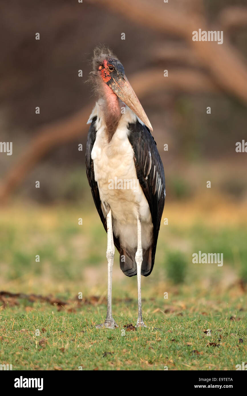Stork in nature hi-res stock photography and images - Alamy