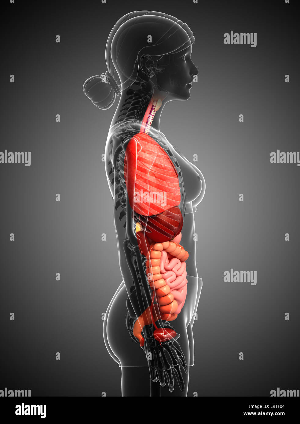 Illustration of female digestive system Stock Photo - Alamy