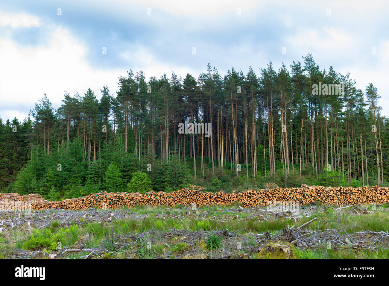 Conifers, Larch trees and stacks of logs in timber coniferous ...