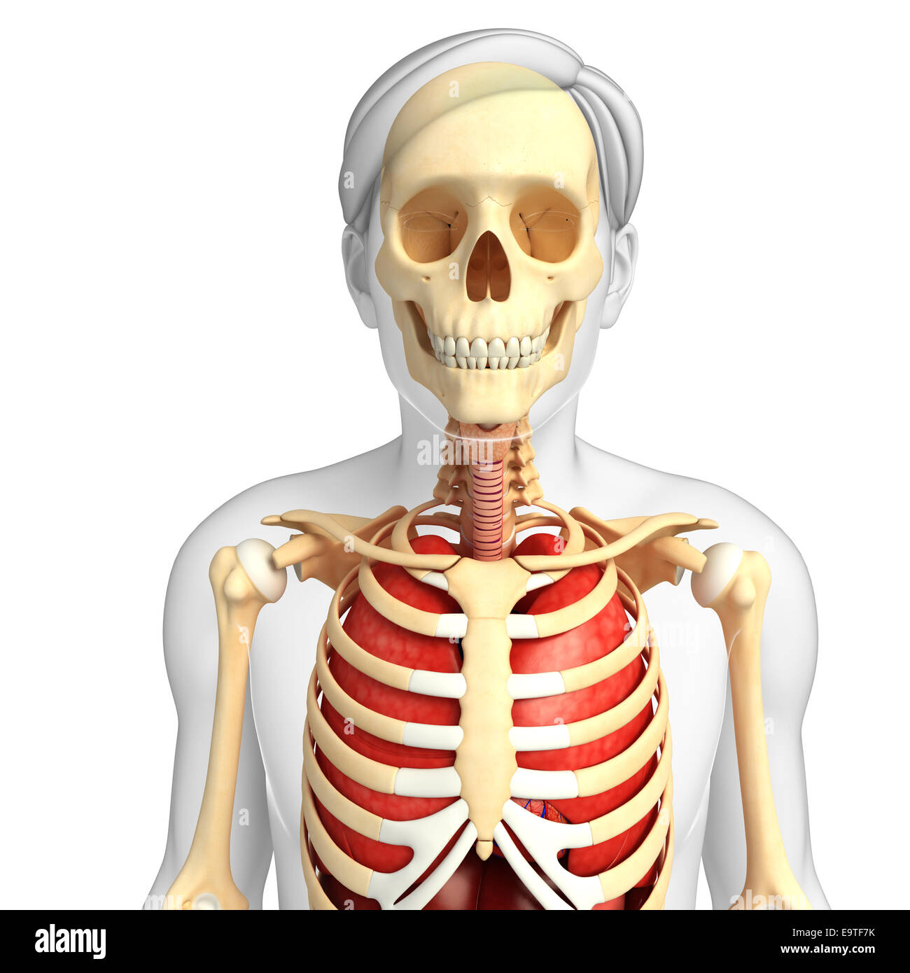 Illustration of male skeleton and lungs artwork Stock Photo - Alamy