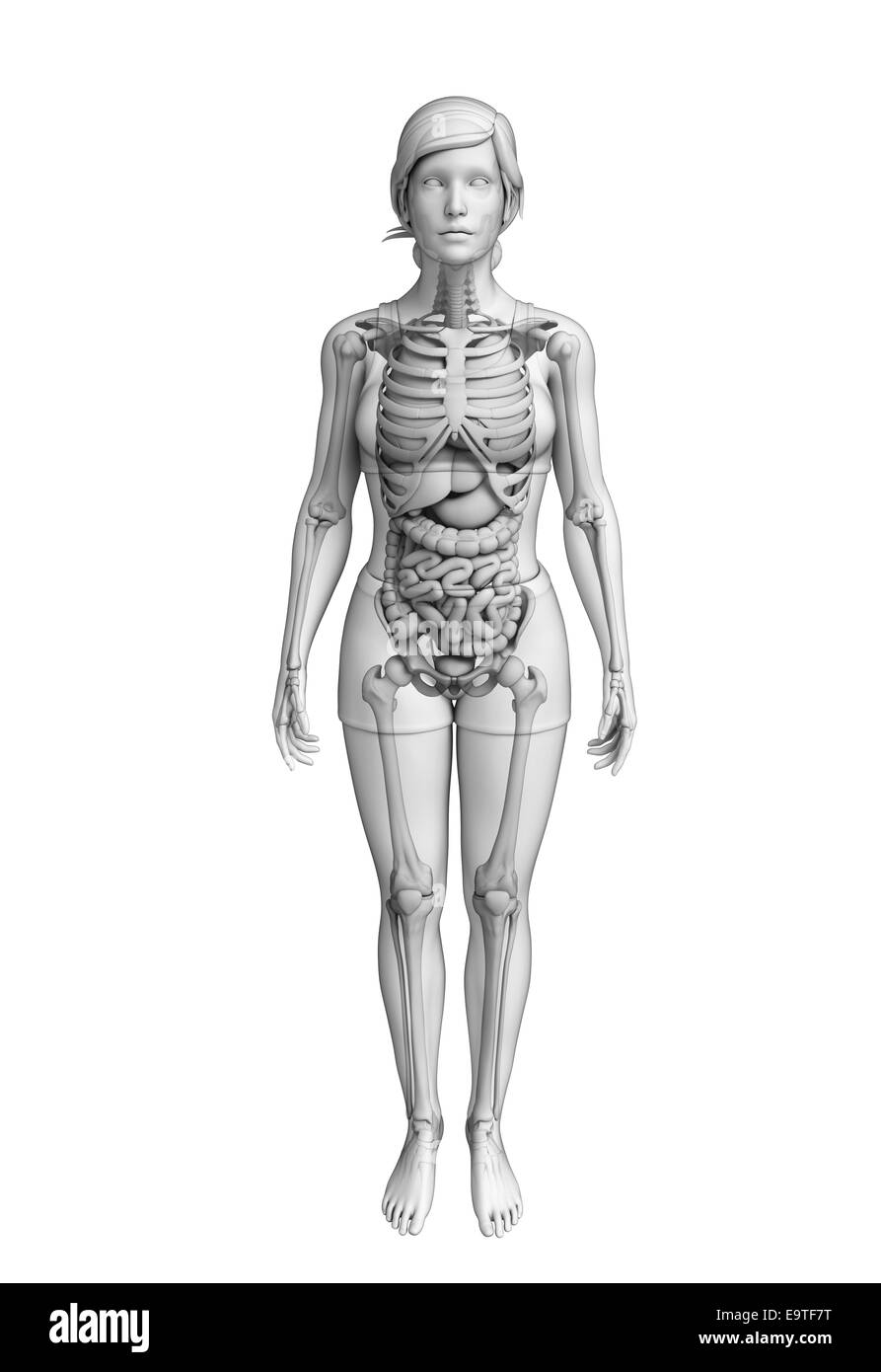 Illustration of female digestive system Stock Photo - Alamy