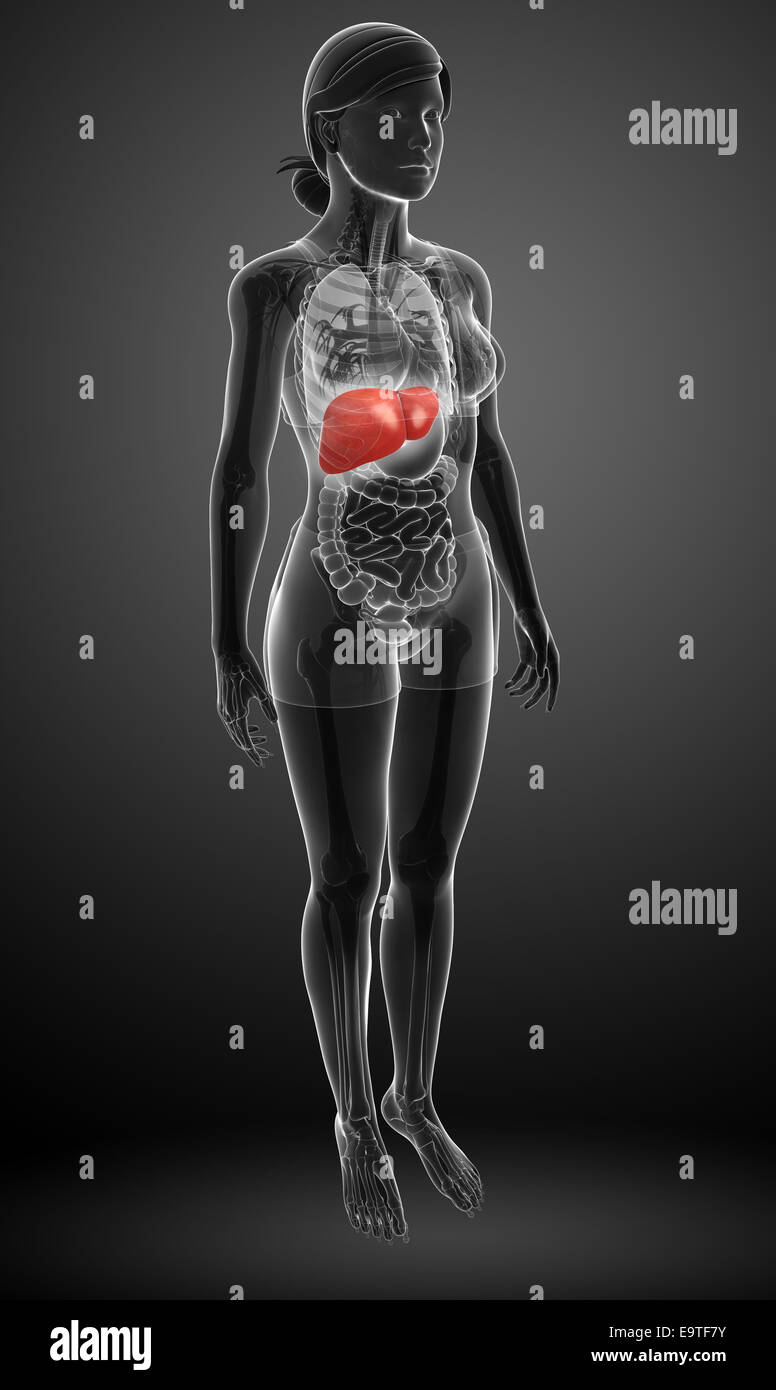 Female Anatomy Stock Illustration Illustration Of Hepatic