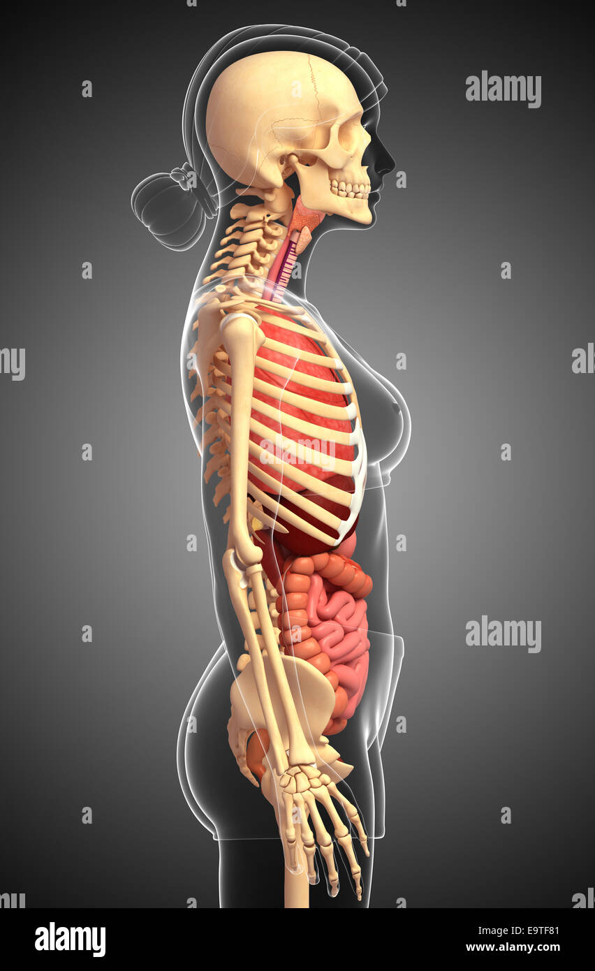 Illustration of female skeleton digestive system Stock Photo - Alamy