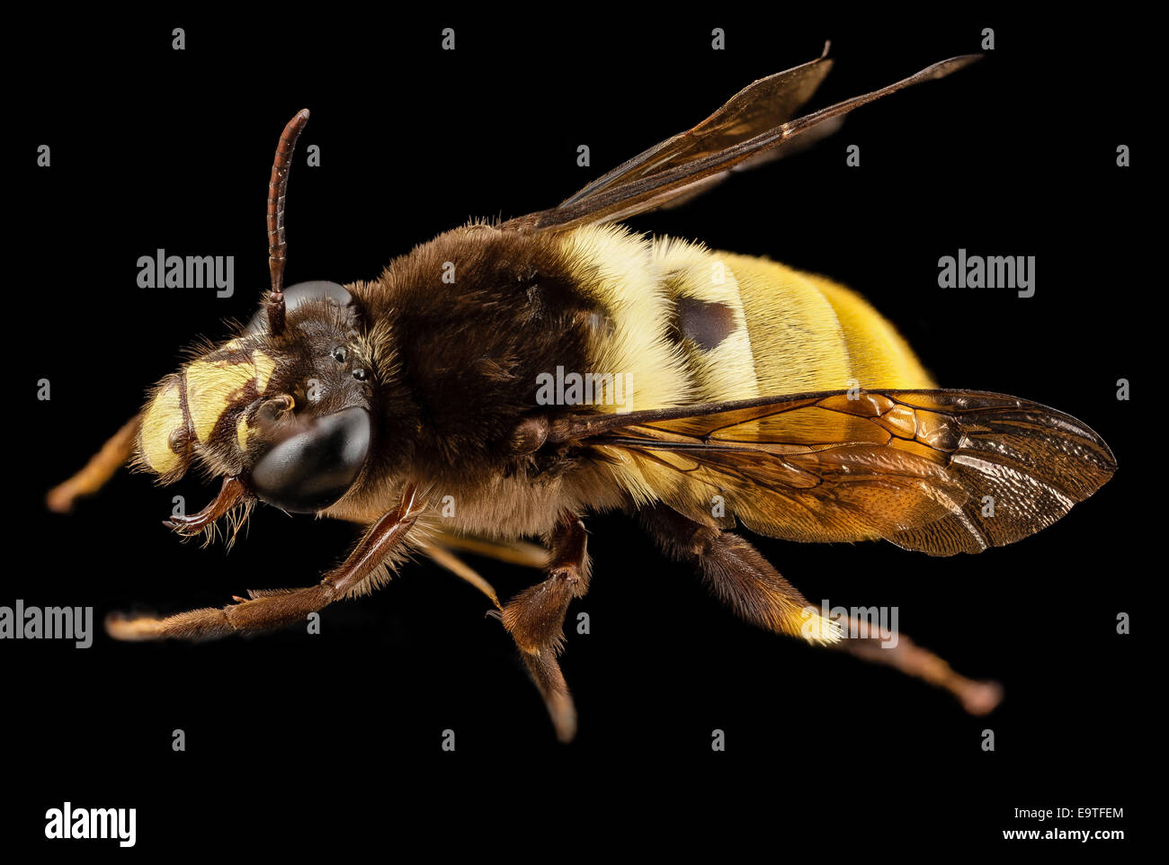 An Amegilla bee, likely a bumblebee mimic from India, is photographed ...