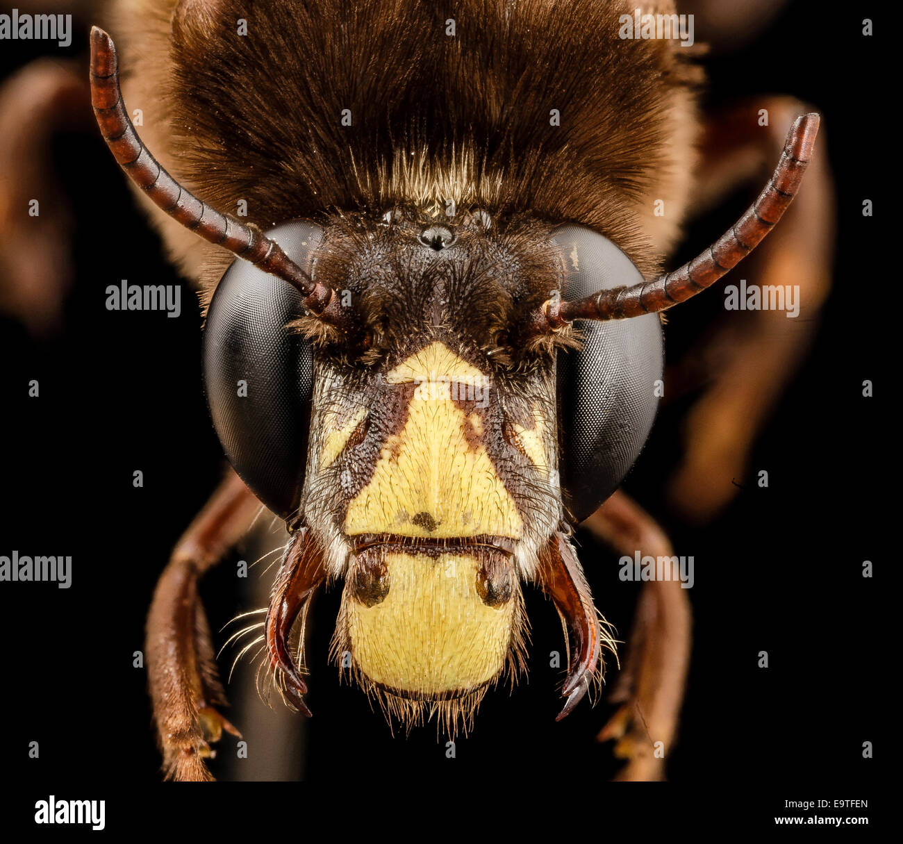 Insectos india hi-res stock photography and images - Alamy