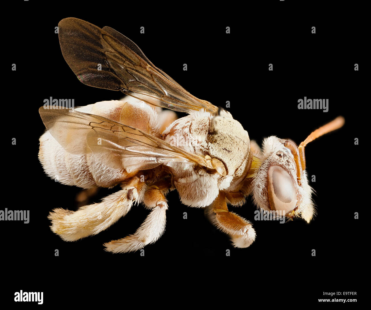 Tarsalia persica, Persian Asymmetric bee, collected in Iran. }}}} All ...