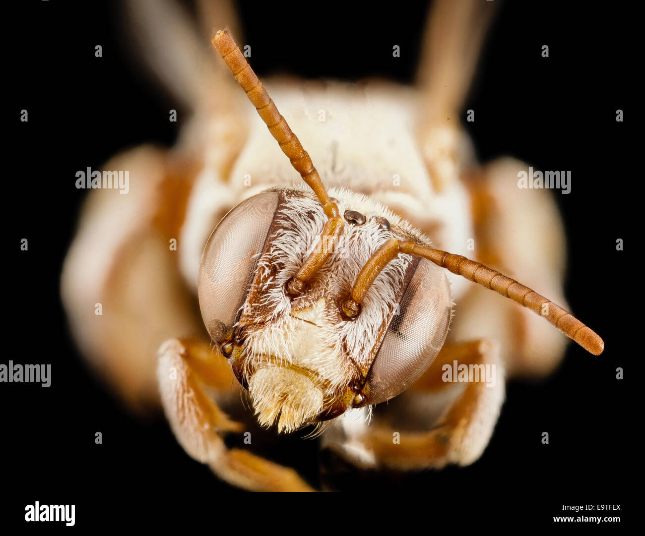 The Persian Asymmetric bee, Tarsalia persica, was collected in Iran ...