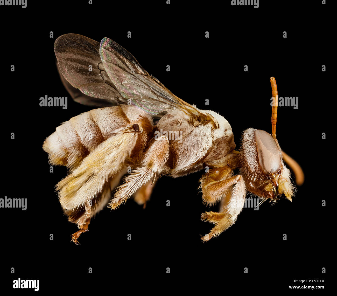 This image features the Persian Asymmetric bee, Tarsalia persica ...