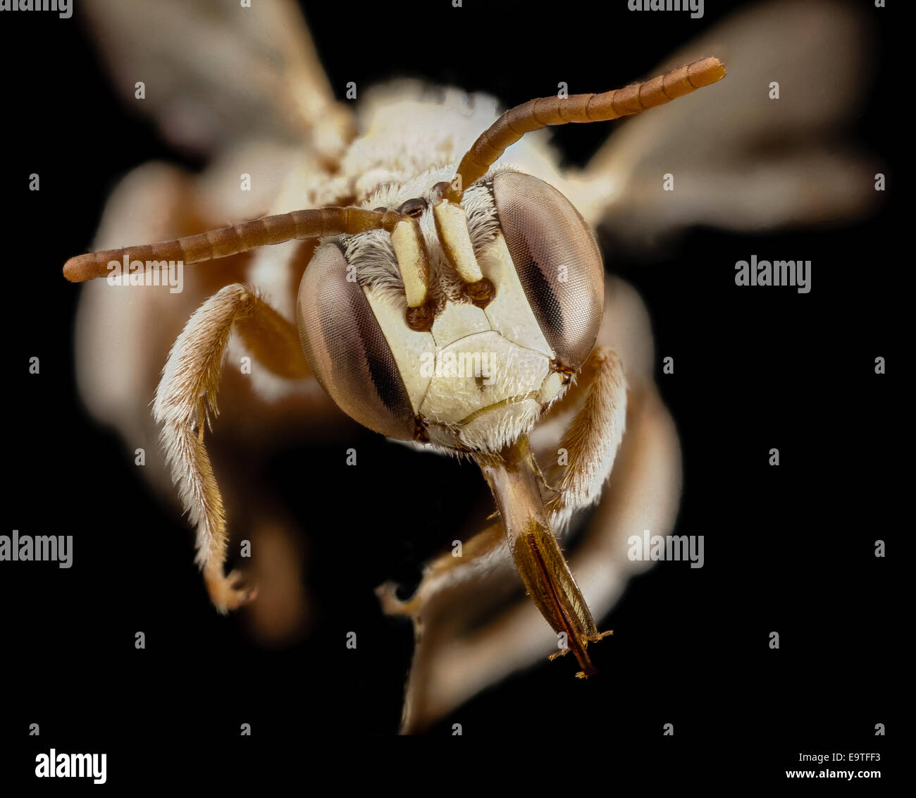 Insect of iran hi-res stock photography and images - Alamy