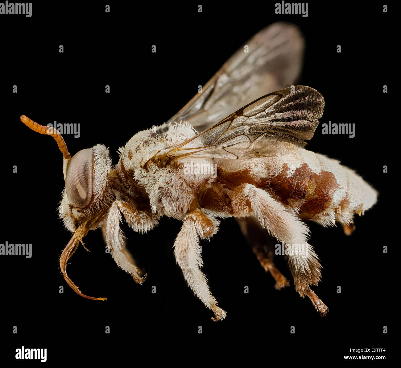Tarsalia persica, Persian Asymmetric bee, collected in Iran. }}}} All ...