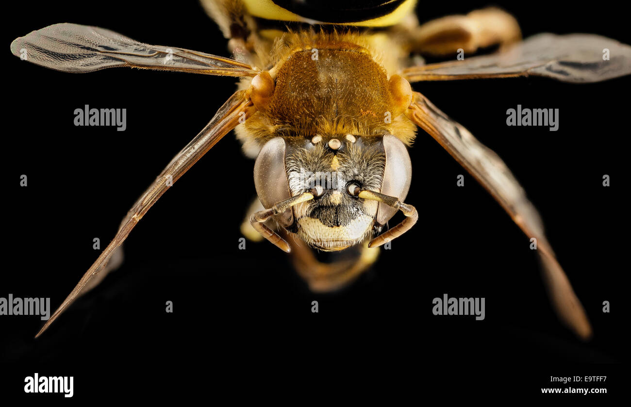 Female Caenonomada - Argentina....from the Laurence Packer lab....a bee ...