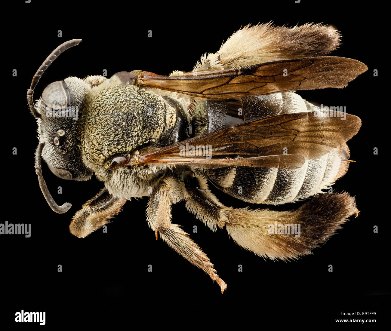 Ancyla asiatica hi-res stock photography and images - Alamy