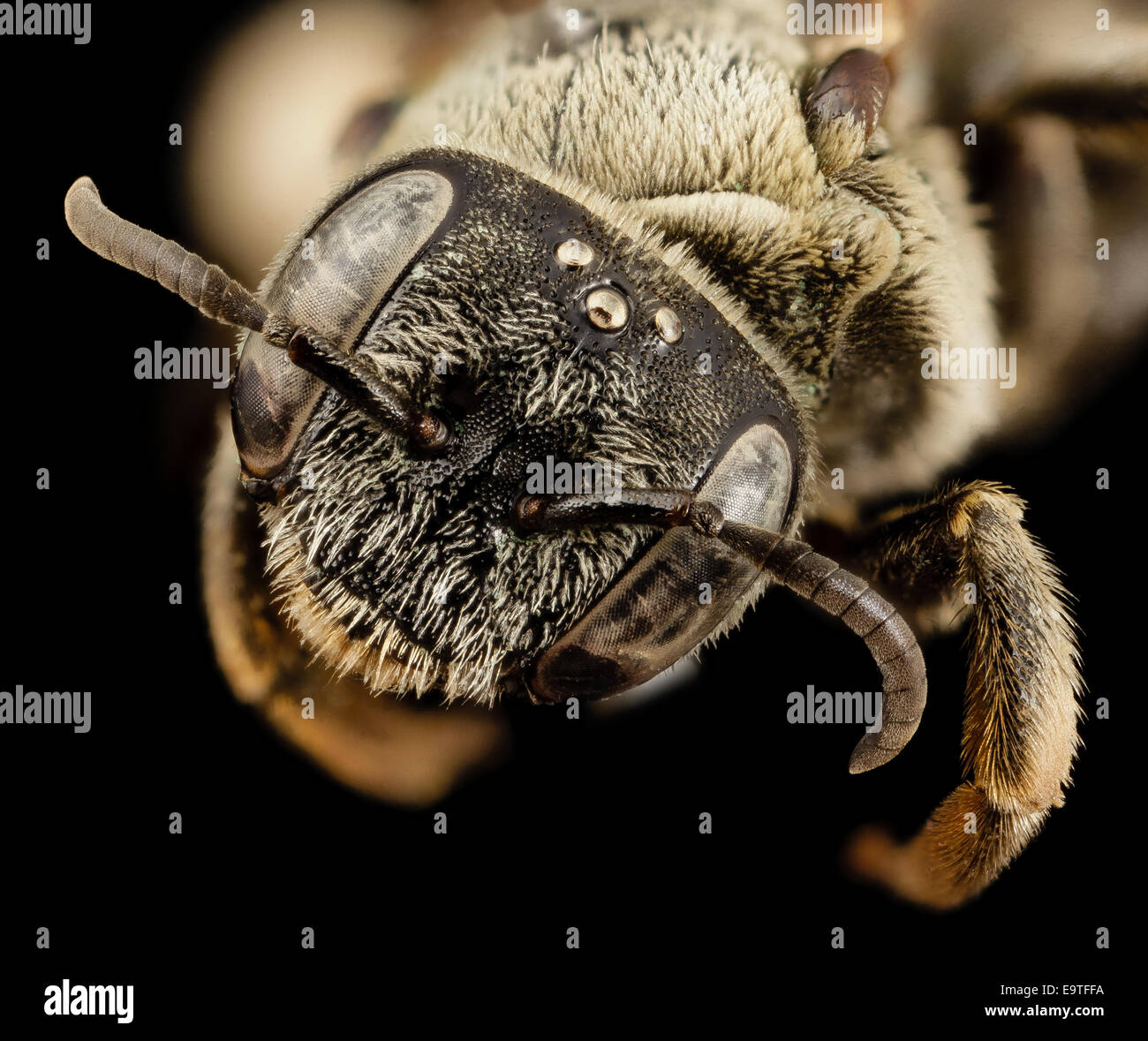 Ancyla asiatica hi-res stock photography and images - Alamy