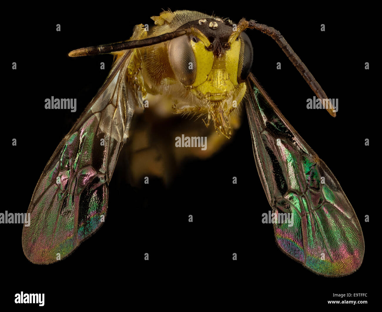 A rare specimen of Chaeturginus alexanderi, a type of Andrenidae bee ...