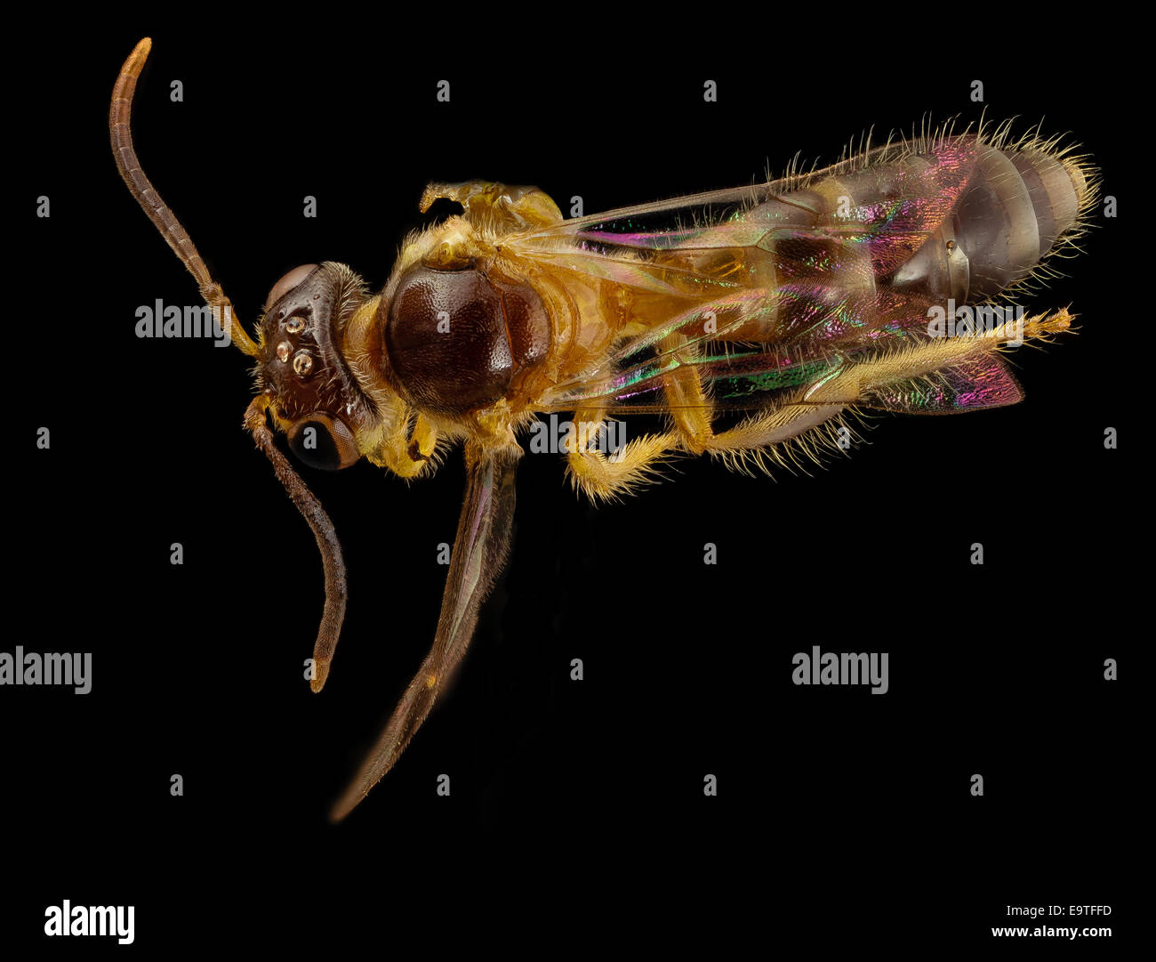 Chaeturginus alexanderi, a rare bee species from Brazil, is part of the ...