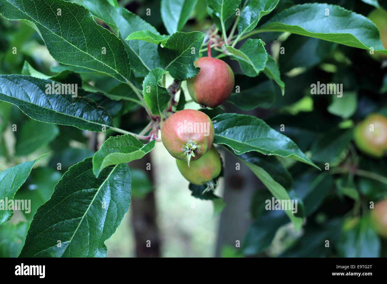 young apples on apple tree in Selling, Kent, England, UK Stock Photo ...