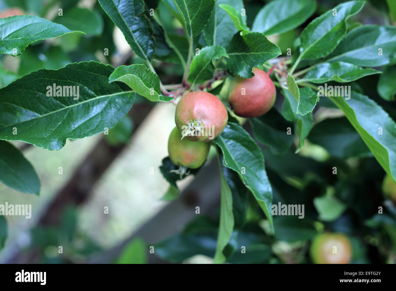 young apples on apple tree in Selling, Kent, England, UK Stock Photo ...