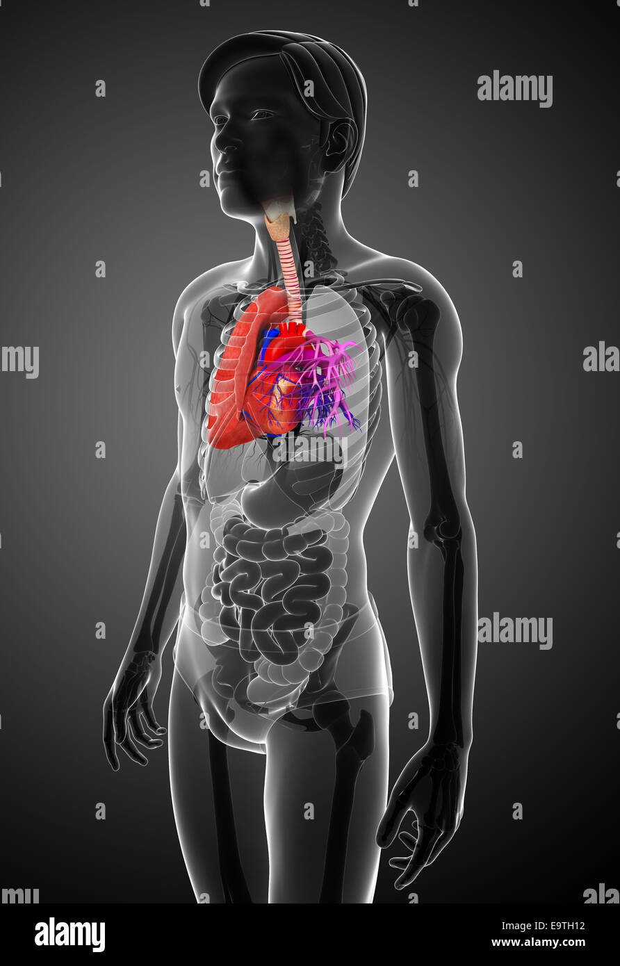 Illustration of Male heart anatomy Stock Photo - Alamy