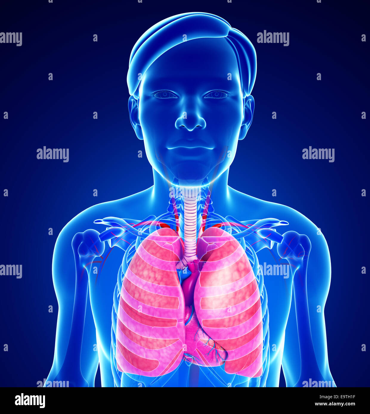 Heart lungs diaphragm organs hi-res stock photography and images - Alamy