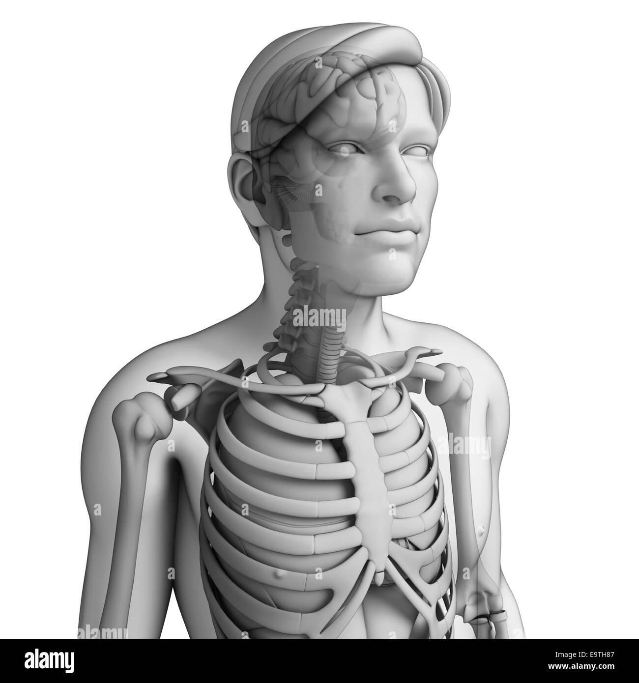 Illustration of human shoulder artwork Stock Photo - Alamy