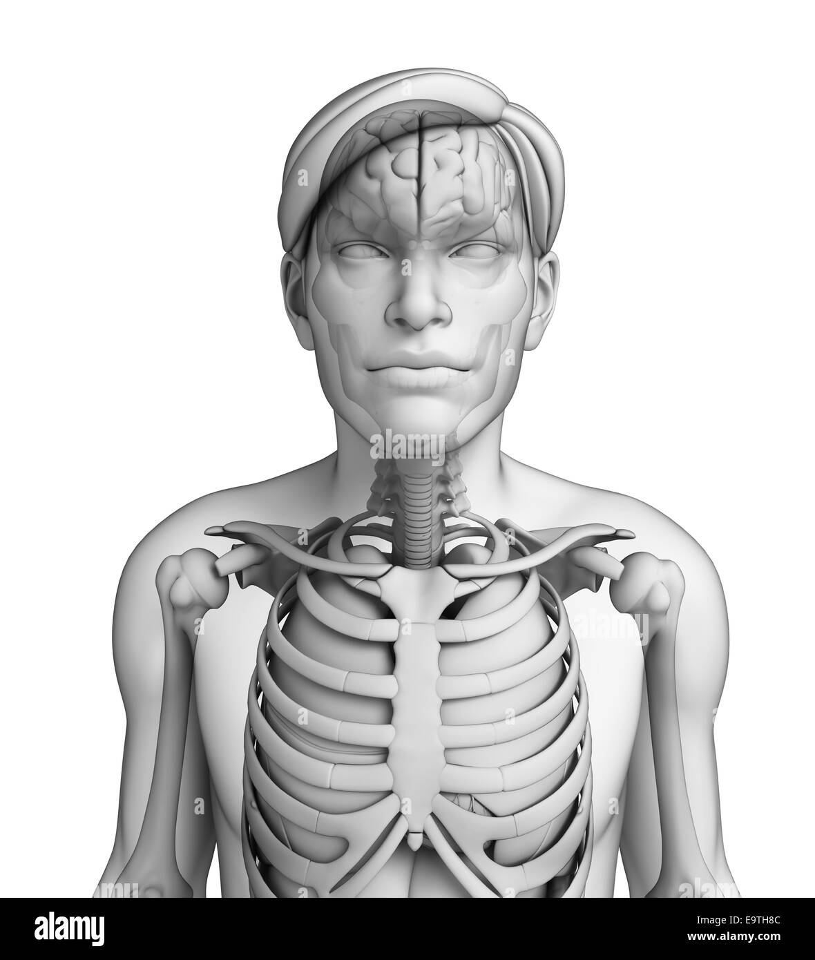 Illustration of human body respiratory system Stock Photo - Alamy