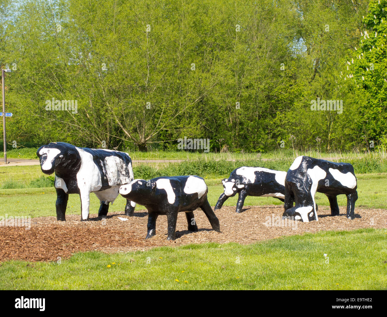 Concrete cows in Milton Keynes created in 1978 by Canadian born artist ...