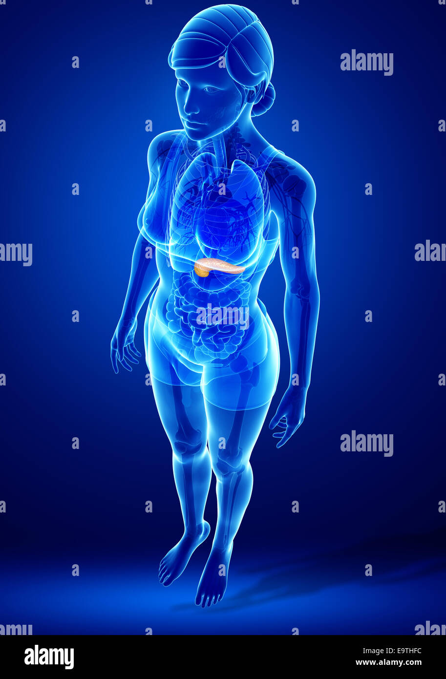 Illustration of female pancreas anatomy Stock Photo - Alamy Illustration of female pancreas anatomy Stock Photo - Alamy