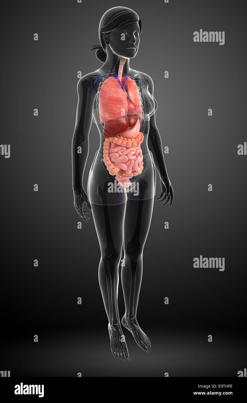 Illustration of female digestive system Stock Photo - Alamy