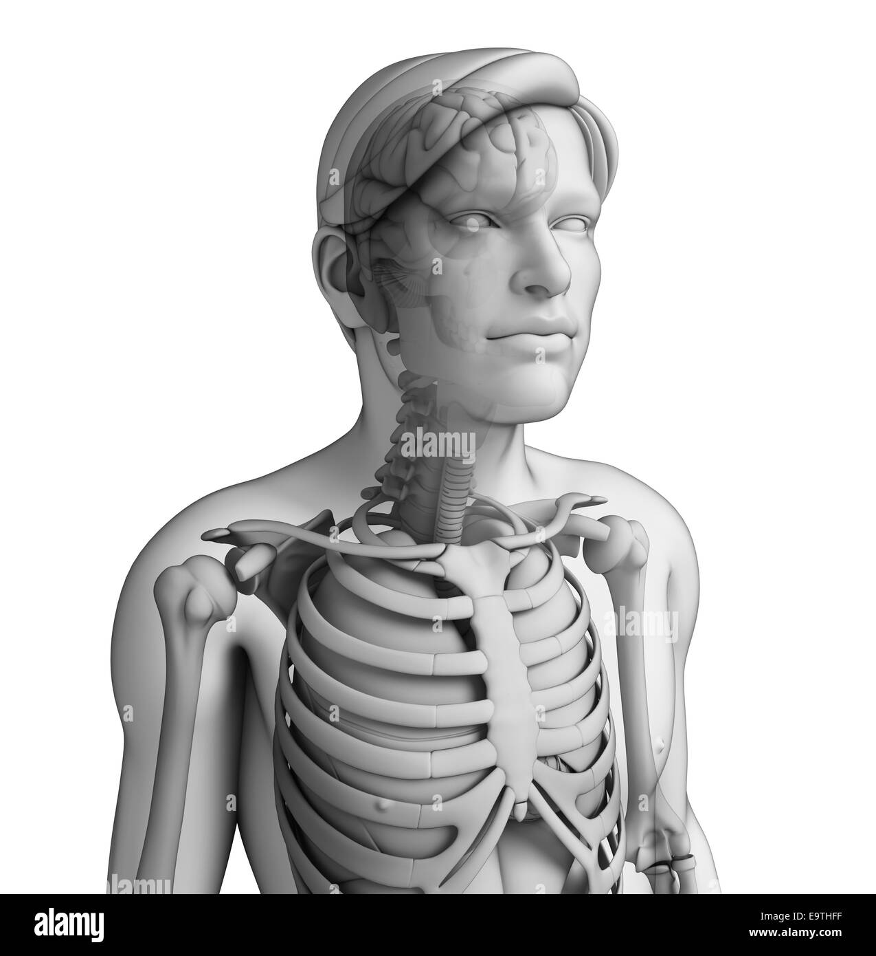 Illustration of human body respiratory system Stock Photo - Alamy