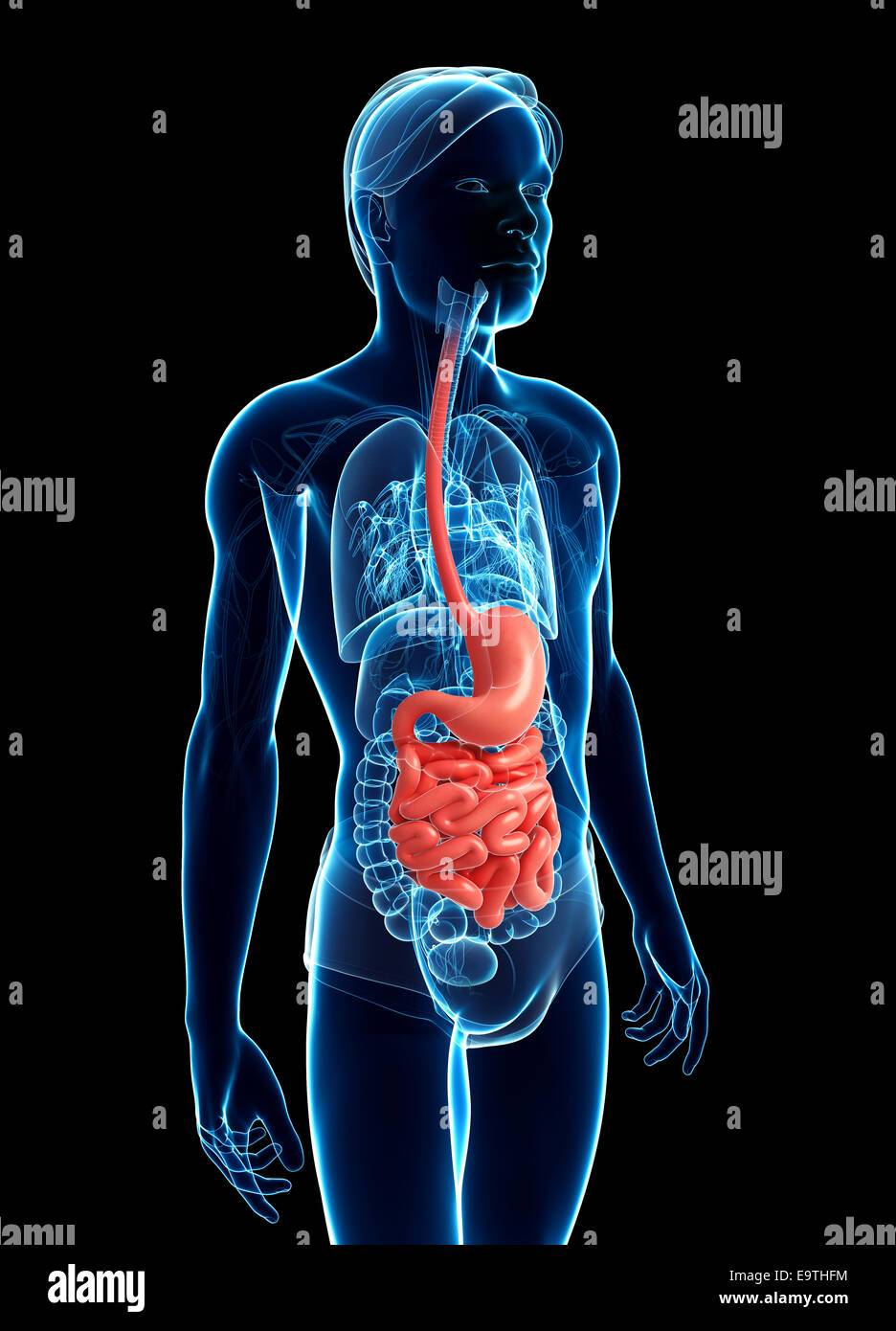 Illustration of male small intestine anatomy Stock Photo - Alamy