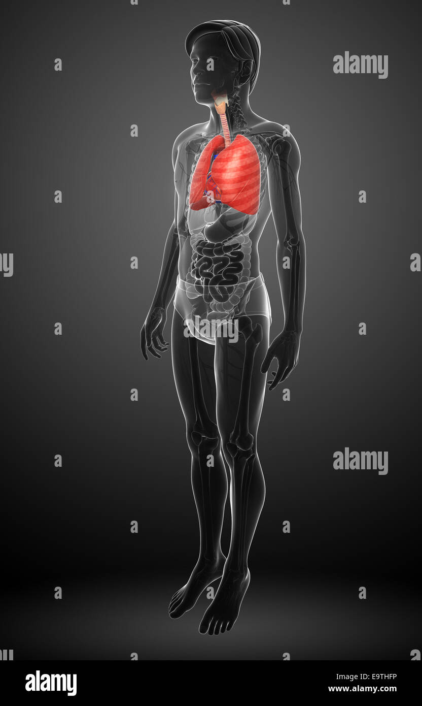 Heart lungs diaphragm organs hi-res stock photography and images - Alamy