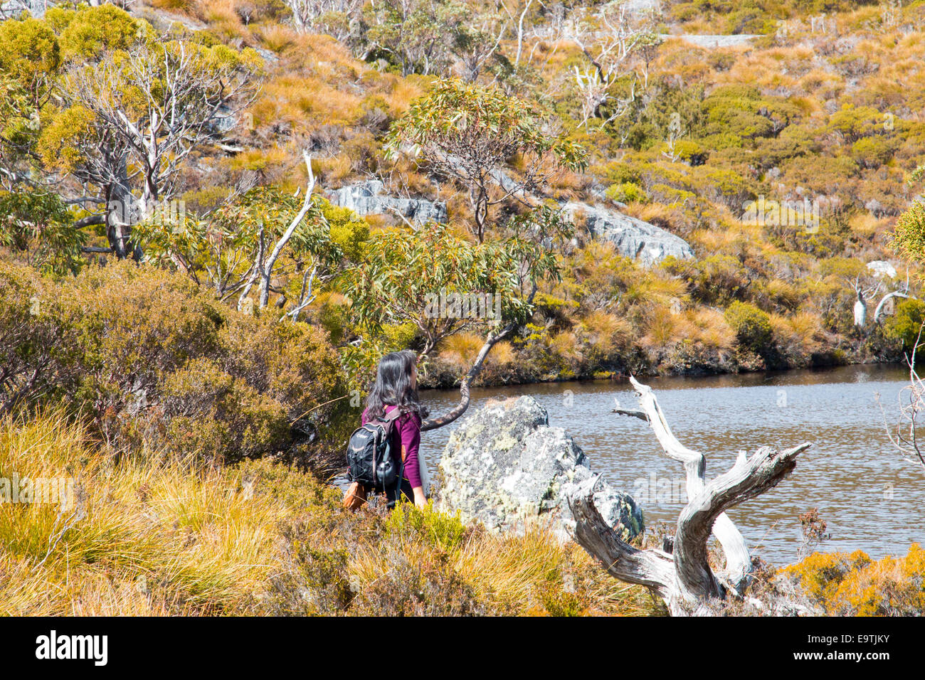 wombat pool in cradle mountain lake st clair national park,tasmania ...