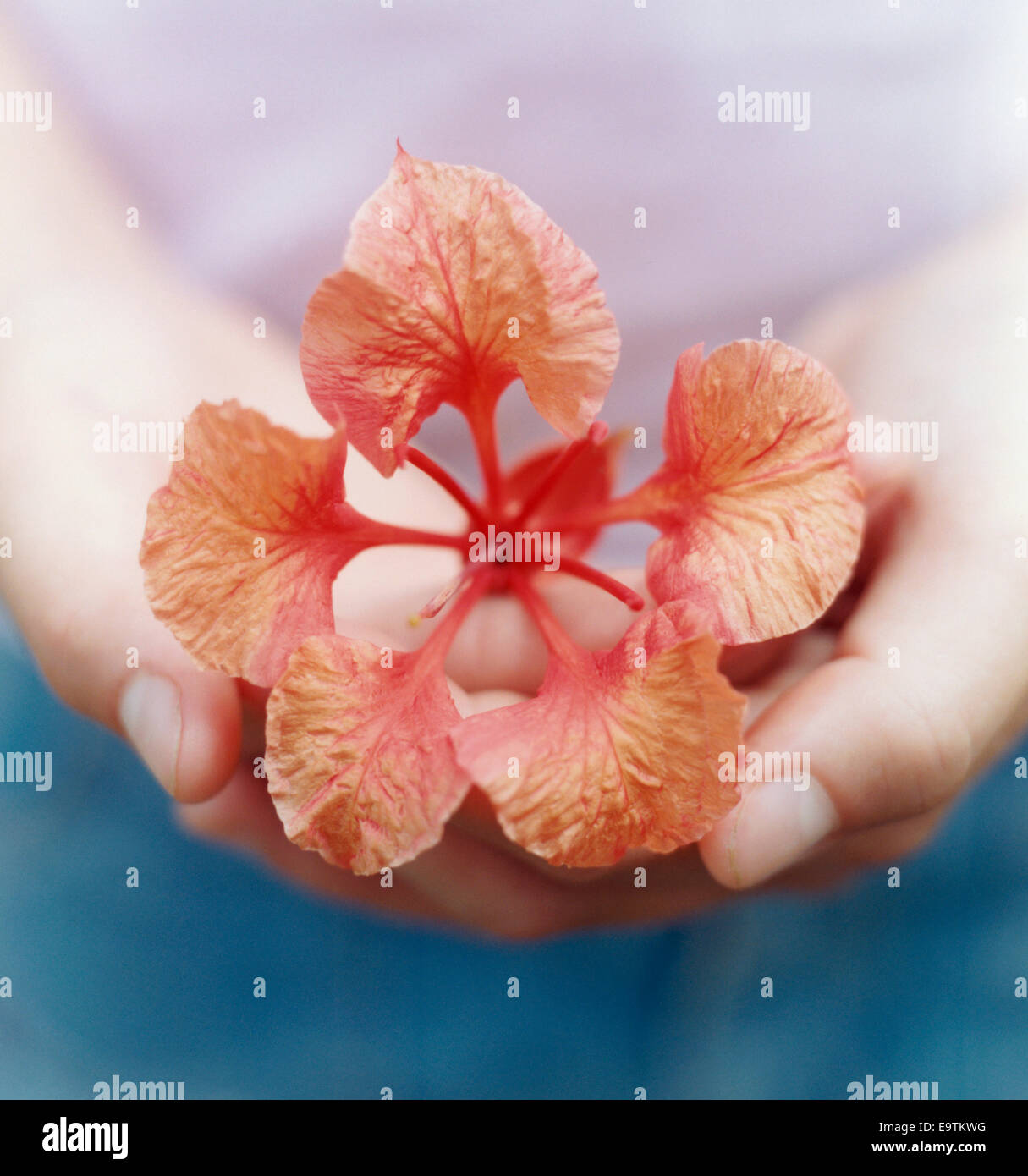 Gentle hands hi-res stock photography and images - Alamy