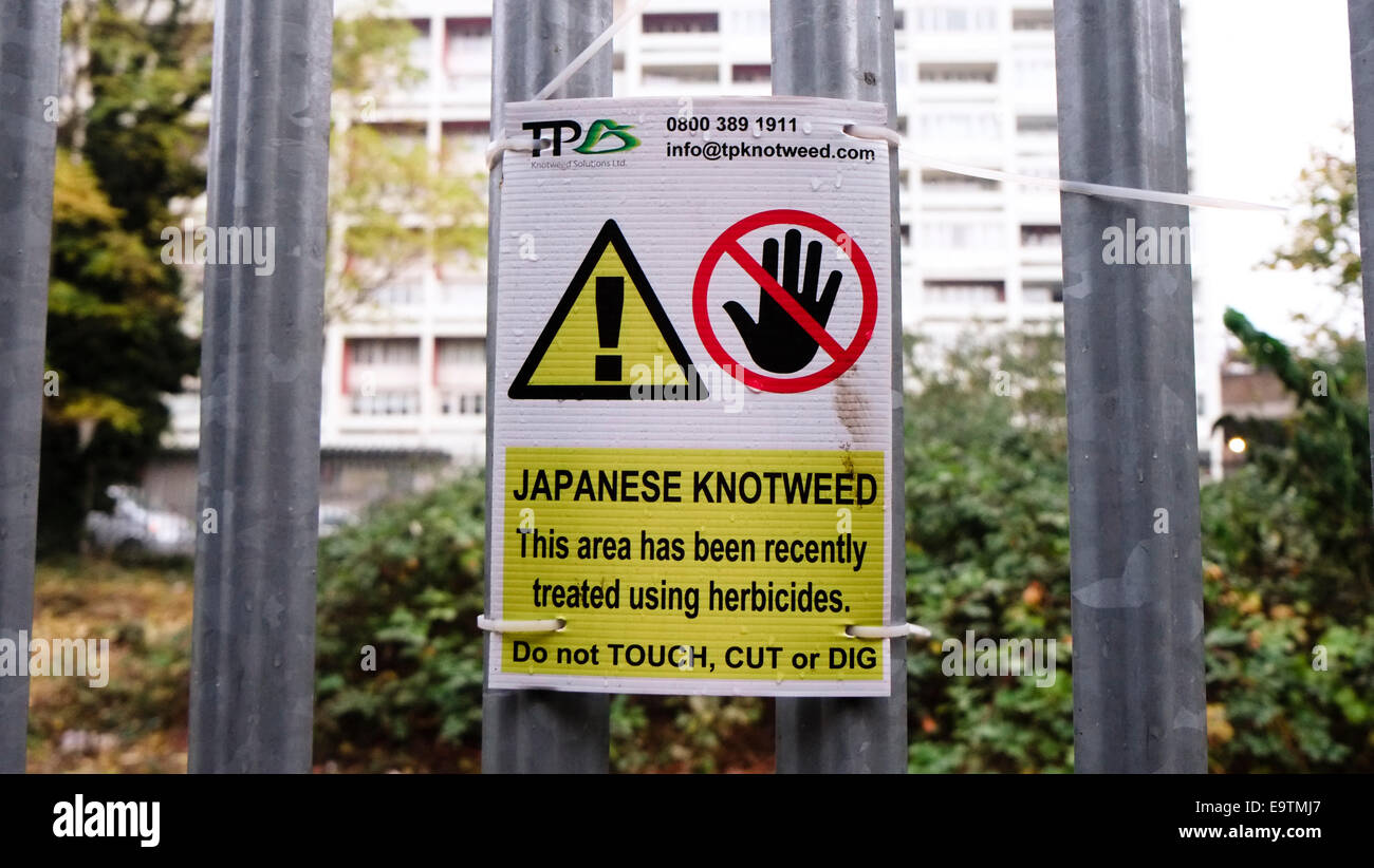 Japanese Knotweed Sign Stock Photo - Alamy