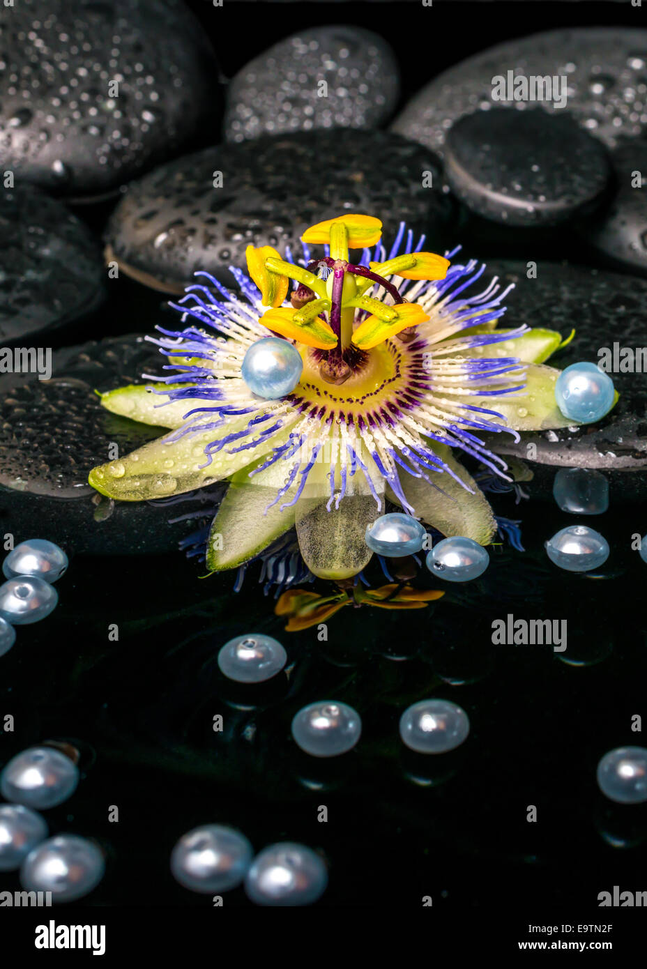 beautiful spa setting of passiflora flower on zen basalt stones with ...