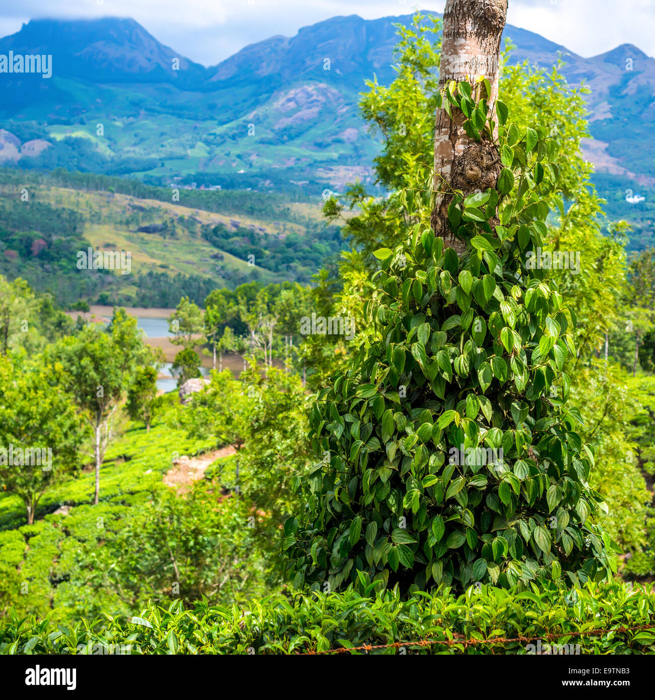 Fresh green leaves pepper (Piper Nigrum) growing on the tree tea ...