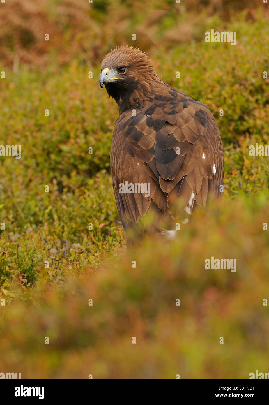 Golden Eagle, in the middle of autumn colored vegetation showing off ...