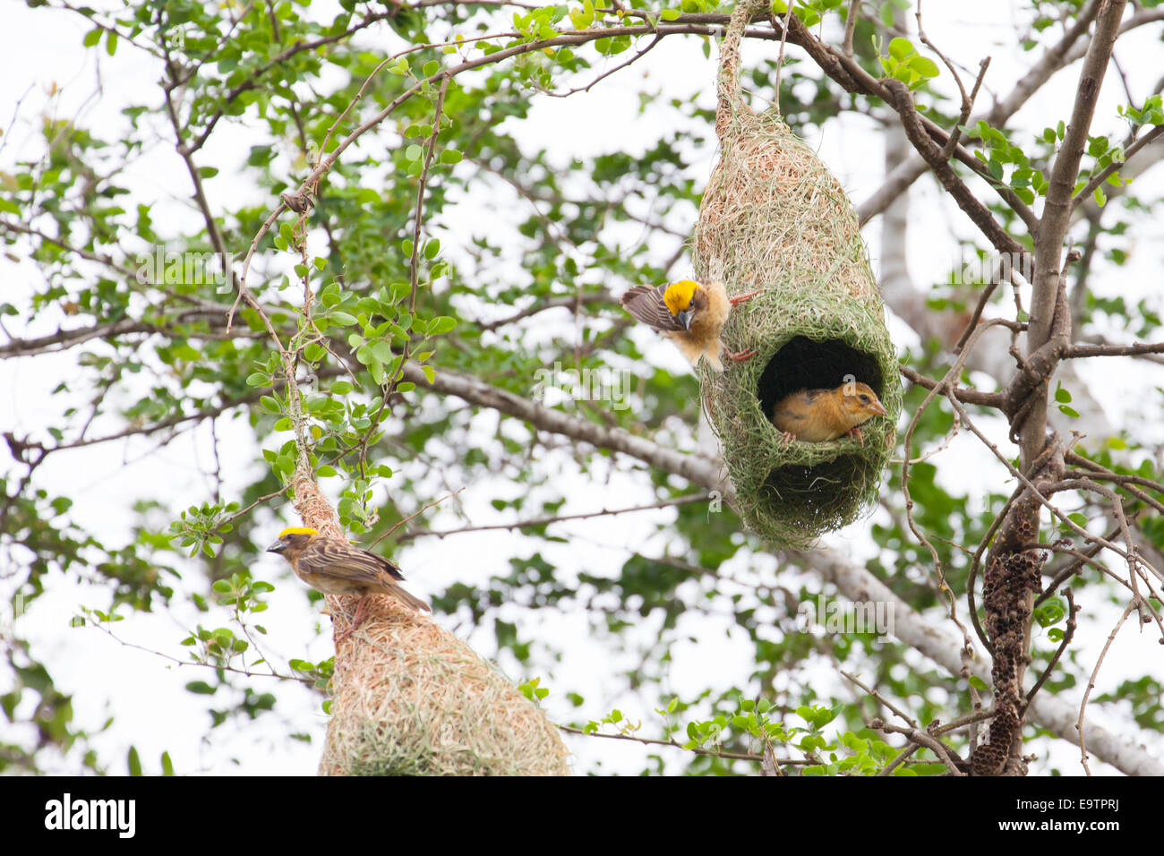 Baya africa hi-res stock photography and images - Alamy